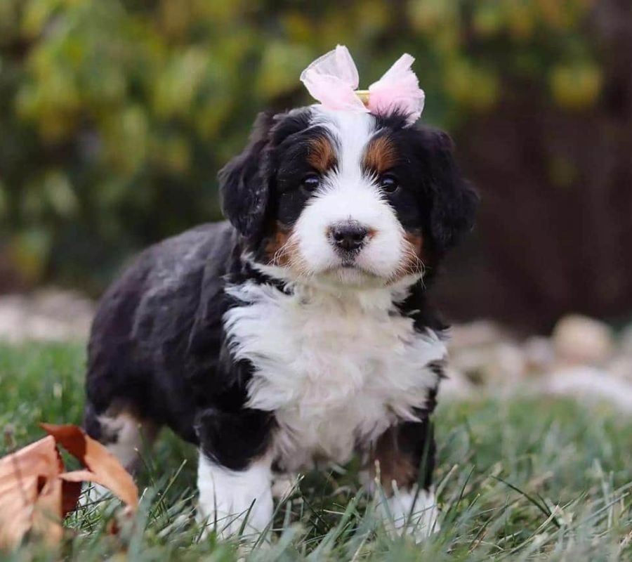 Tri Color Bernedoodle: All You Need to Know Before Getting