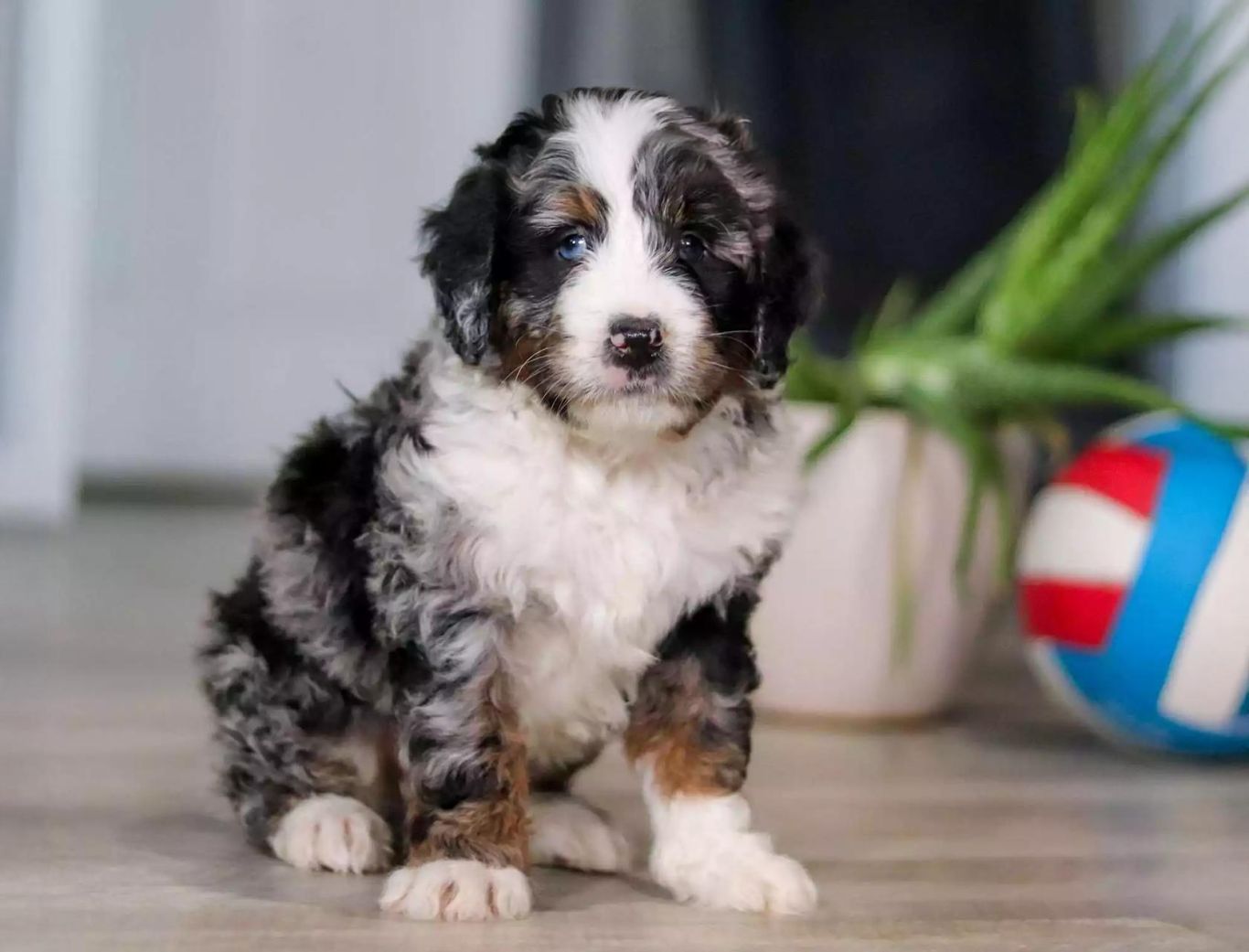 Merle Bernedoodle Guide: Color, Genetic, Size, Health & More