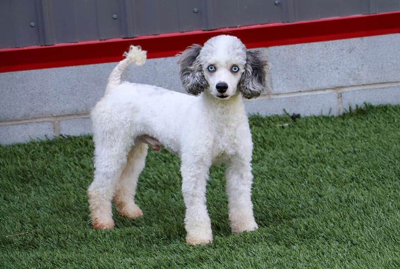 Tri Color Bernedoodle: All You Need to Know Before Getting