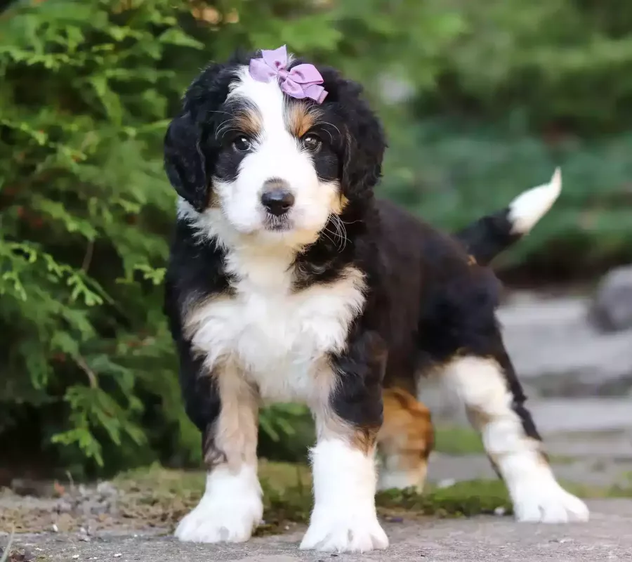 Bernedoodle Sizes and Weights Variations | Complete Guide