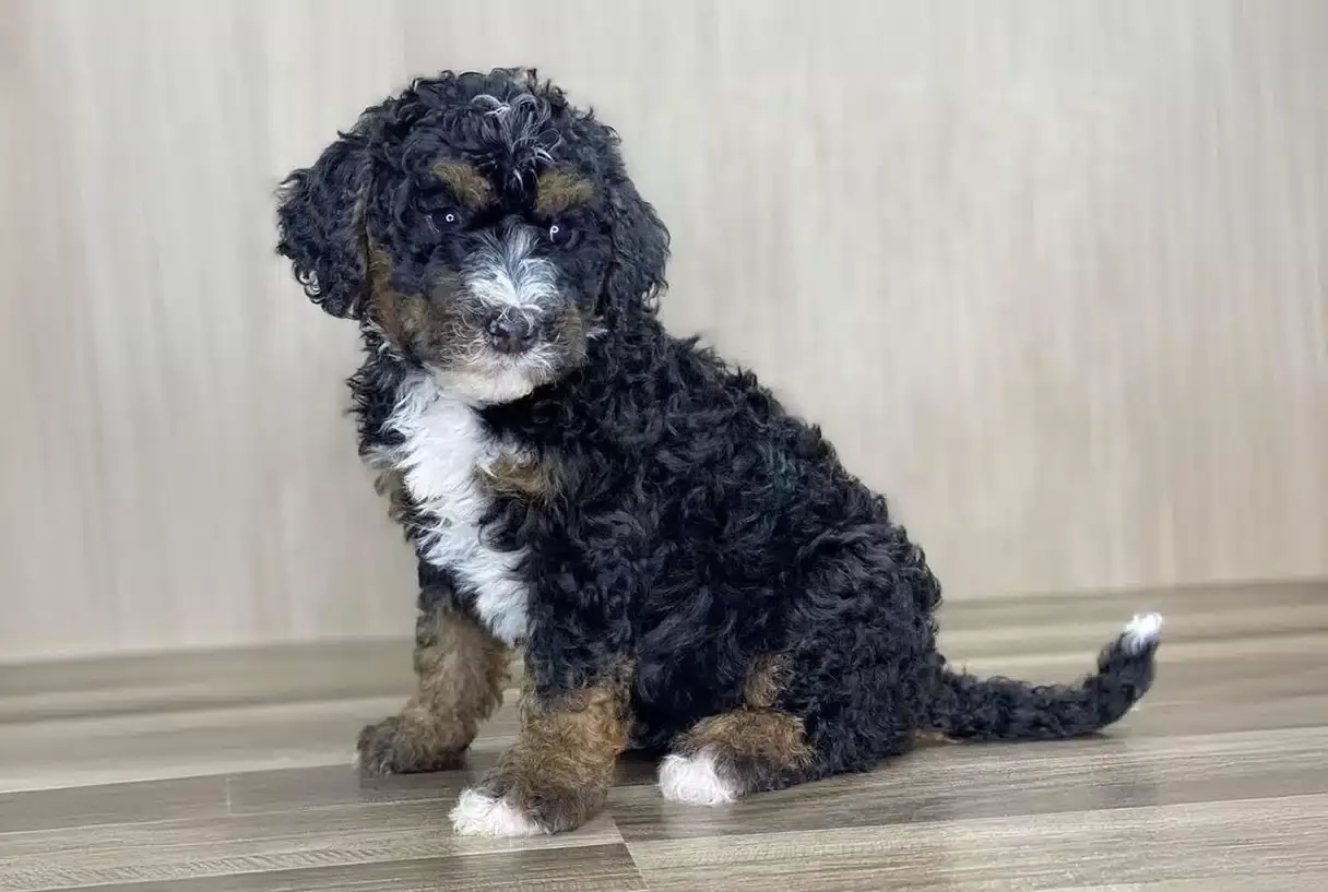 Grooming a Bernedoodle: How Often, How To, What Tools & Tips