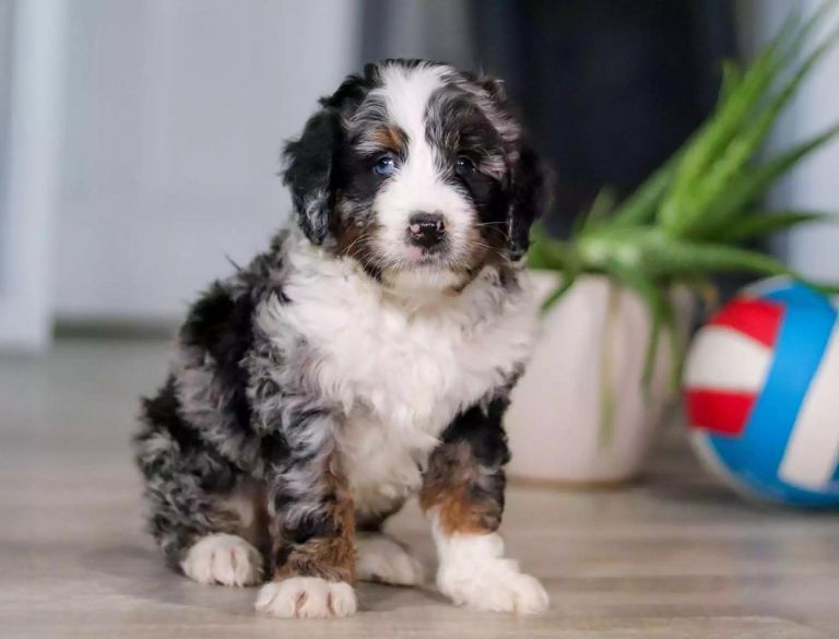 Merle Bernedoodle Guide: Color, Genetic, Size, Health & More