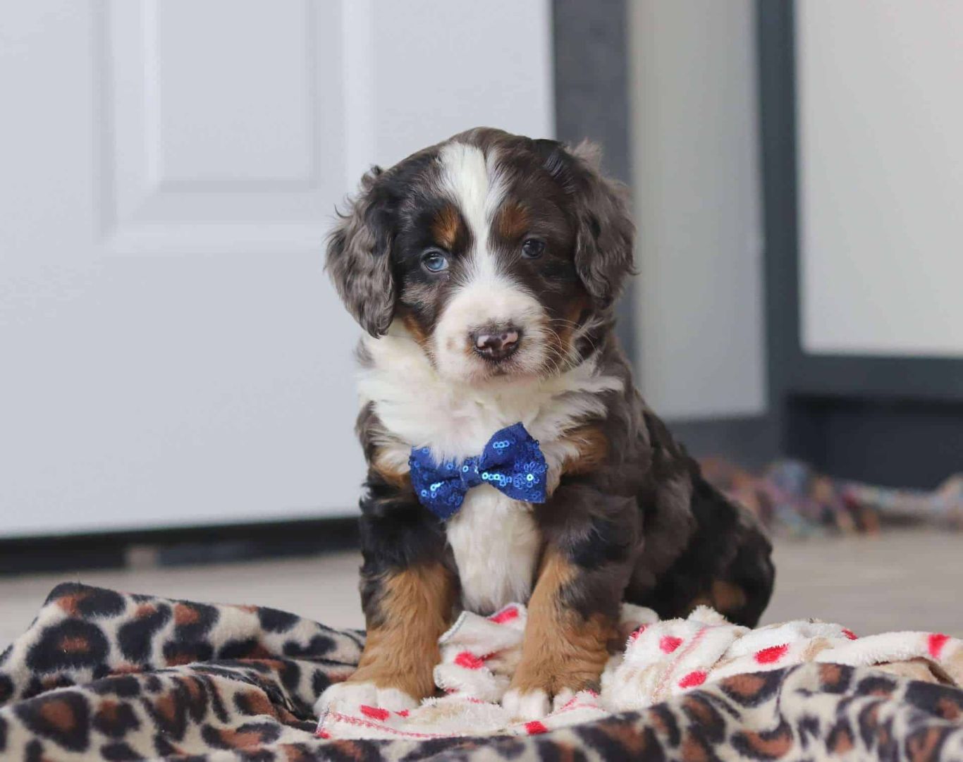 Merle Bernedoodle Guide: Color, Genetic, Size, Health & More