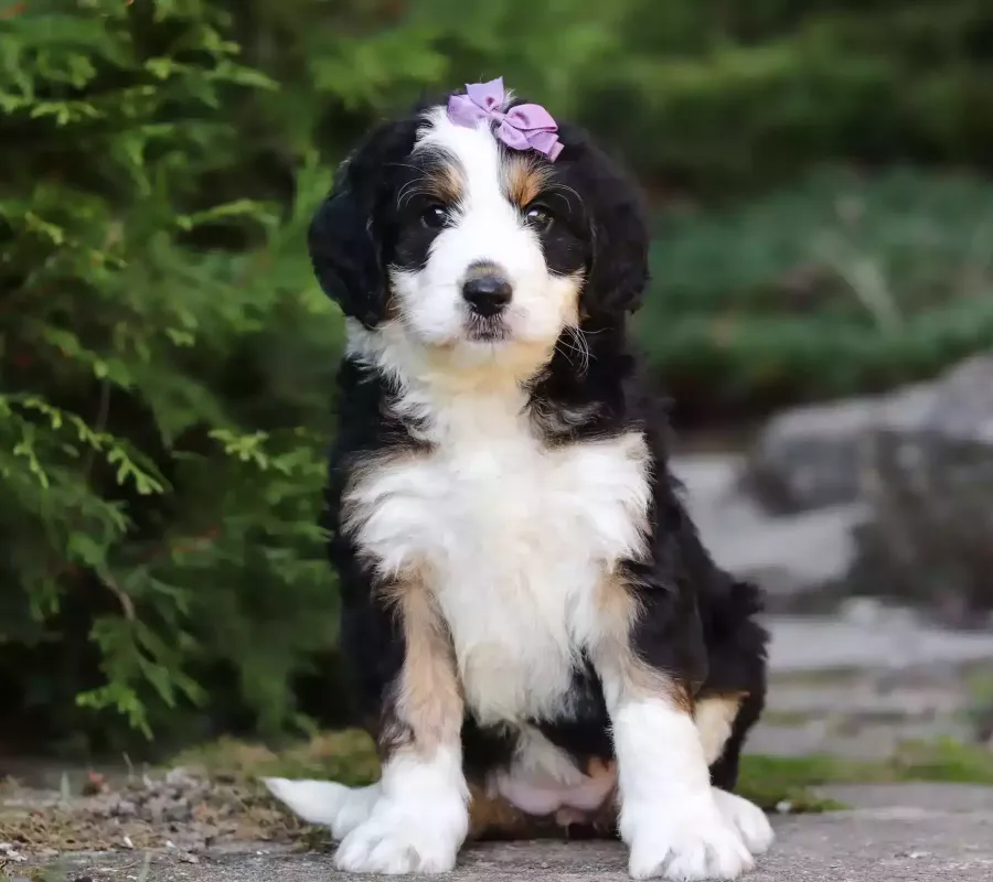 Bernedoodle Sizes and Weights Variations | Complete Guide