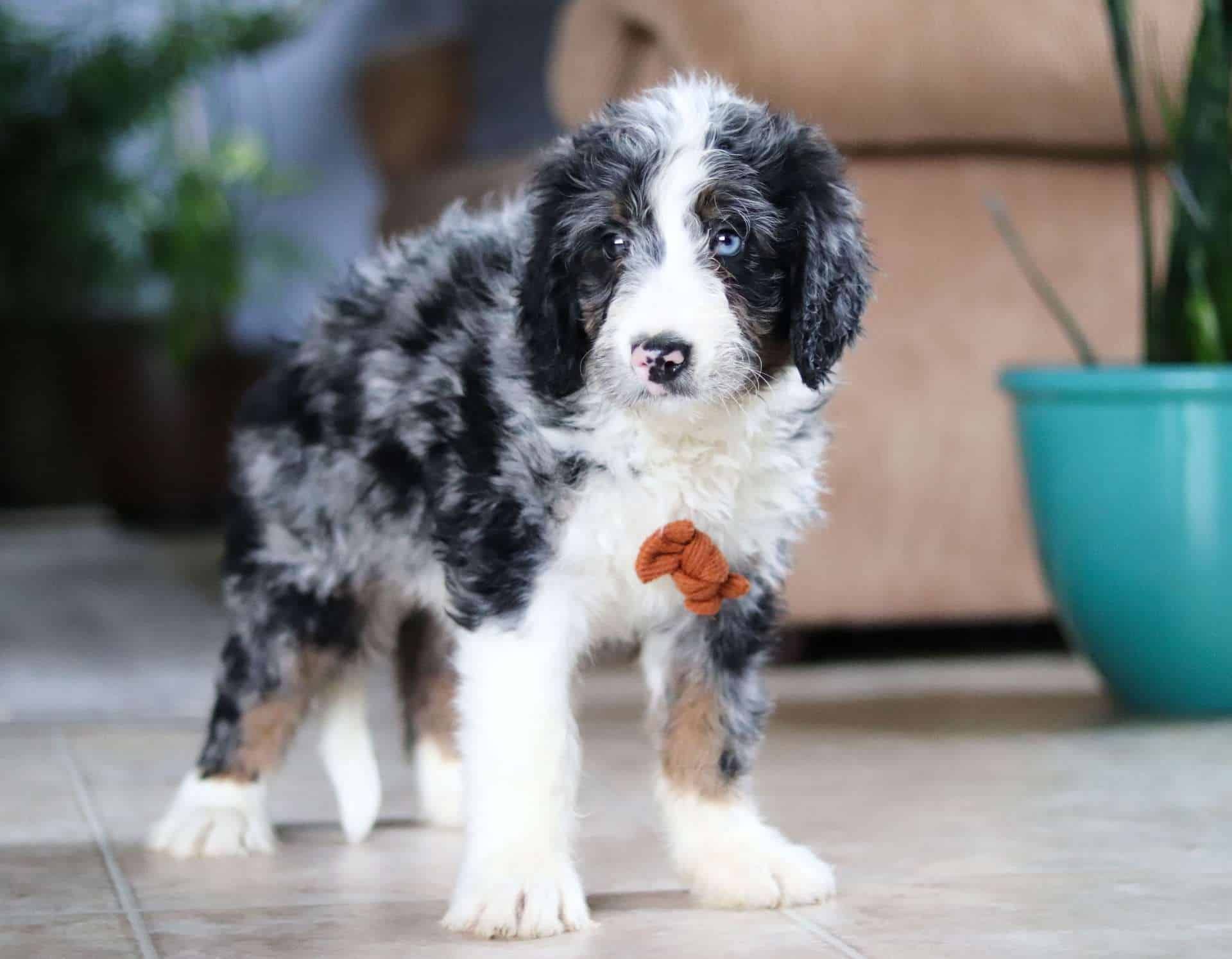 Merle Bernedoodle Guide: Color, Genetic, Size, Health & More