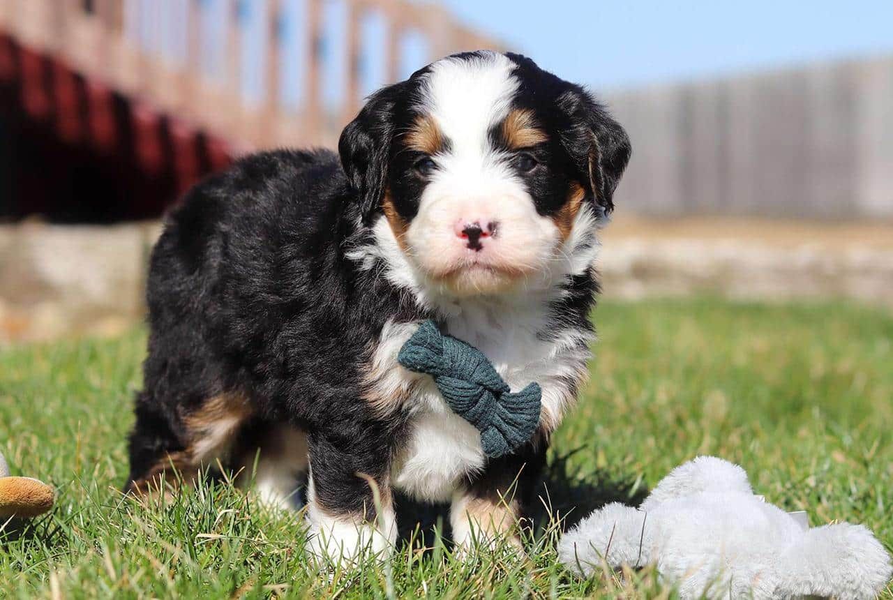Ultra Bernedoodle - The Rare Breed You Need!