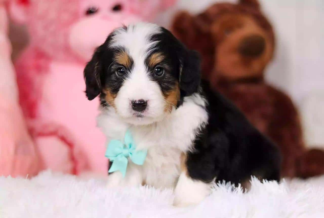 Tri Color Bernedoodle: All You Need to Know Before Getting