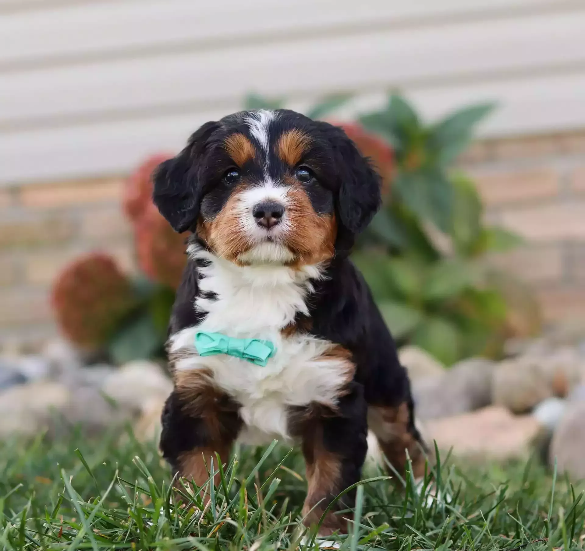 Bernedoodle Dog Breed Information and Characteristics