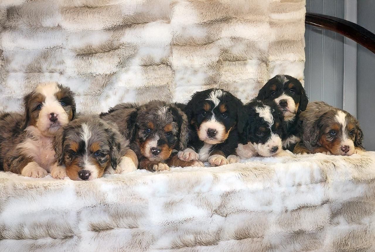 F1B Bernedoodle - Why This Generation Is So Special!