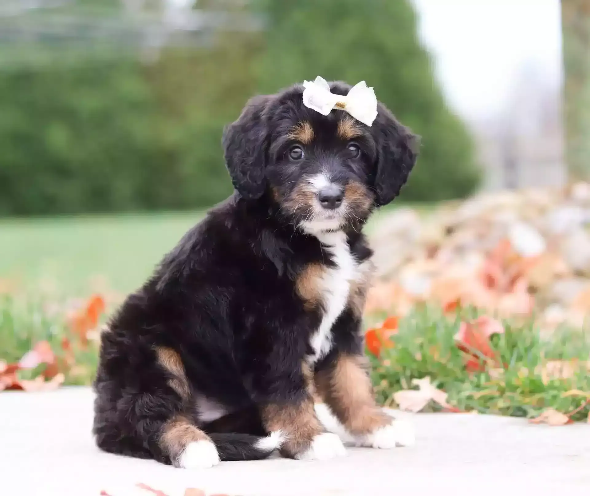Bernedoodle Dog Breed Information and Characteristics