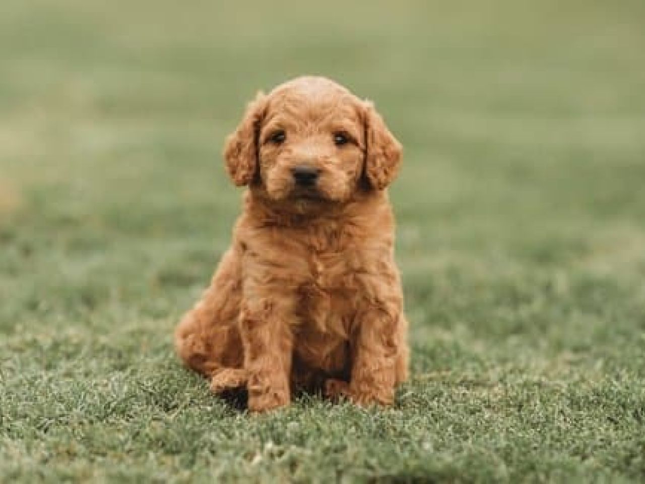 Family-Raised Bernedoodle Puppies - Best Bernedoodles