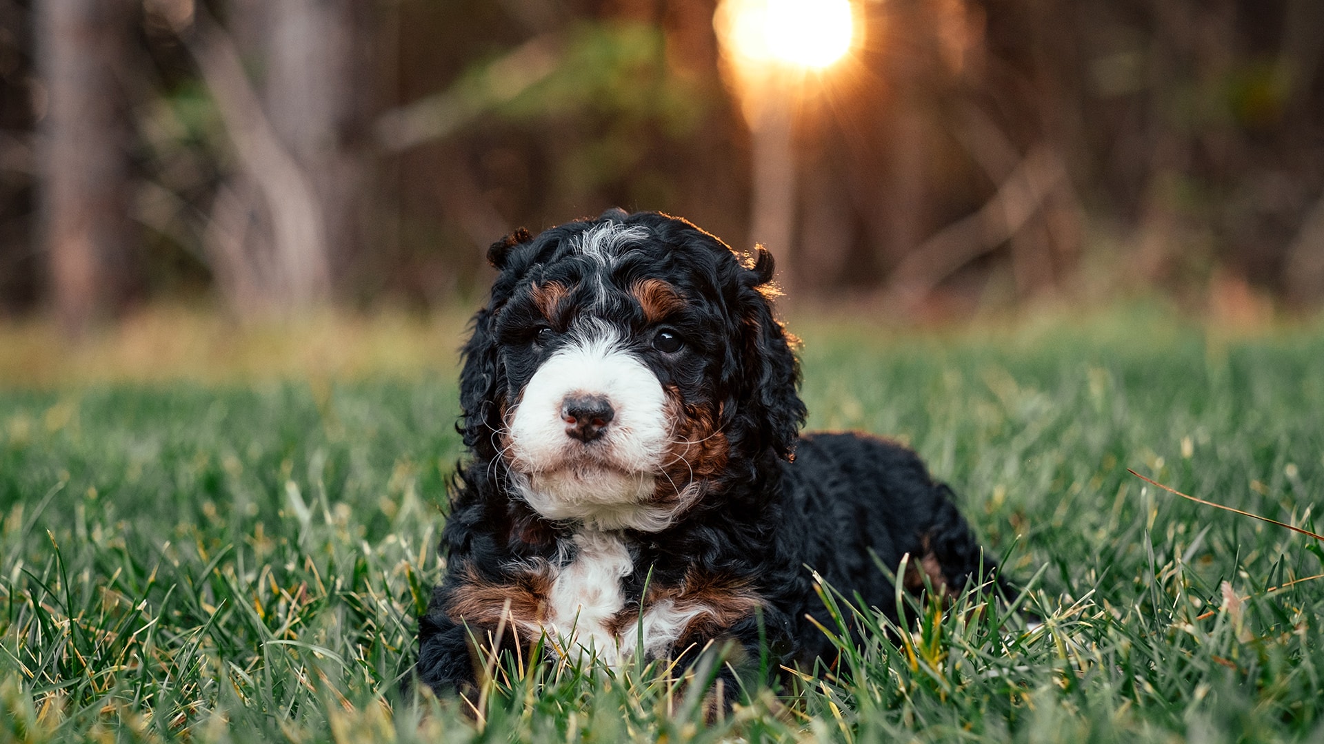Bernedoodle Puppies for Sale in South Carolina