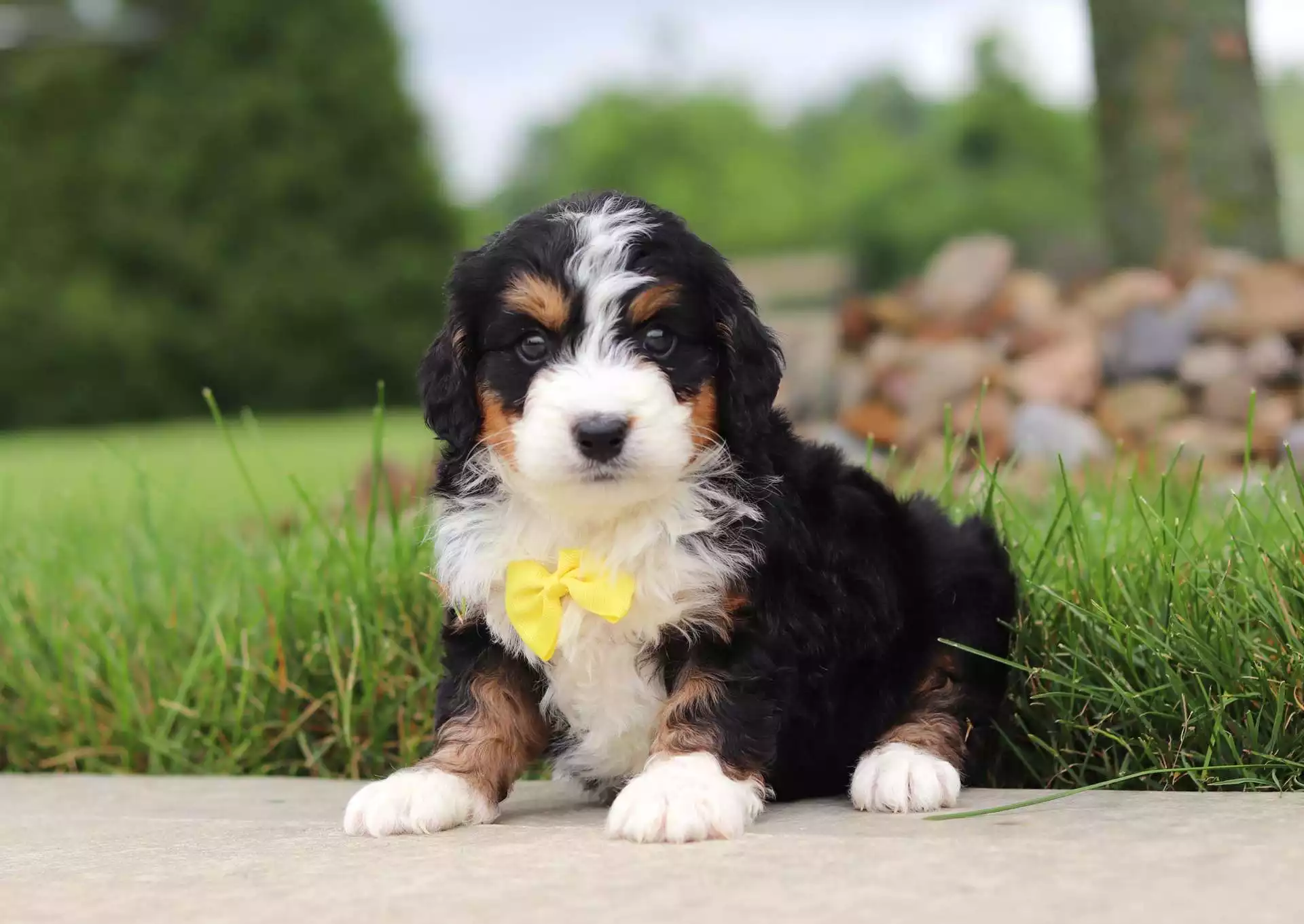 Bernedoodle Pricing Guide - Limited Discount Need to Know