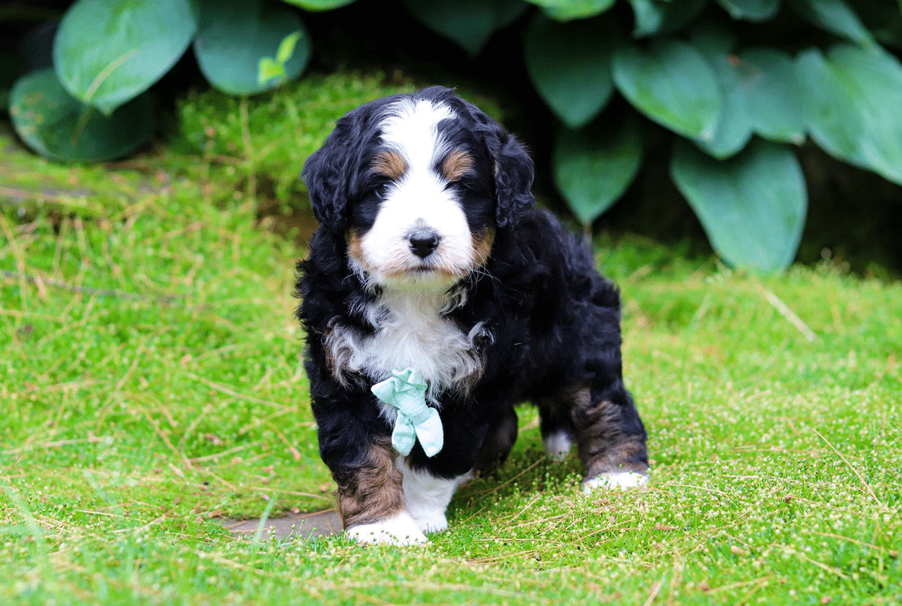 Ultra Bernedoodle - The Rare Breed You Need!
