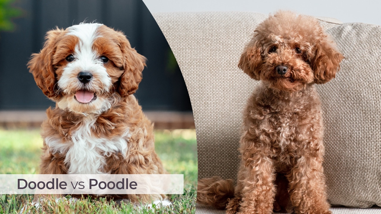 Doodle vs Poodle: Which Breed Is Best for Your Lifestyle?