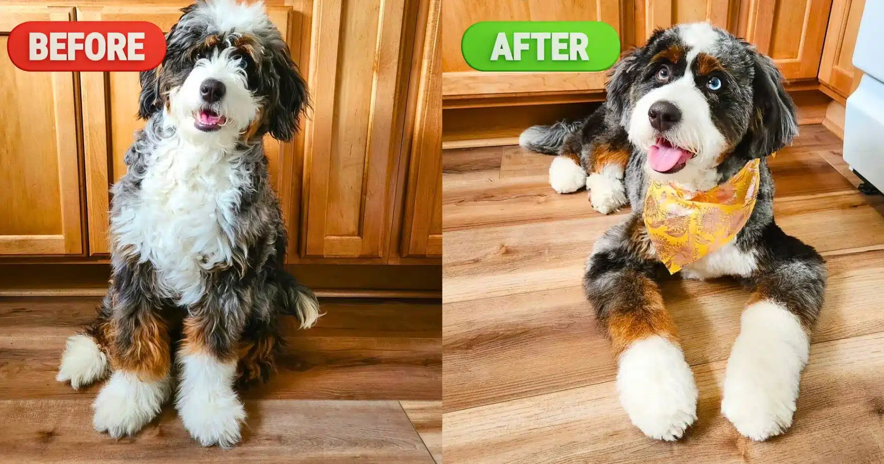 Grooming a Bernedoodle: How Often, How To, What Tools & Tips