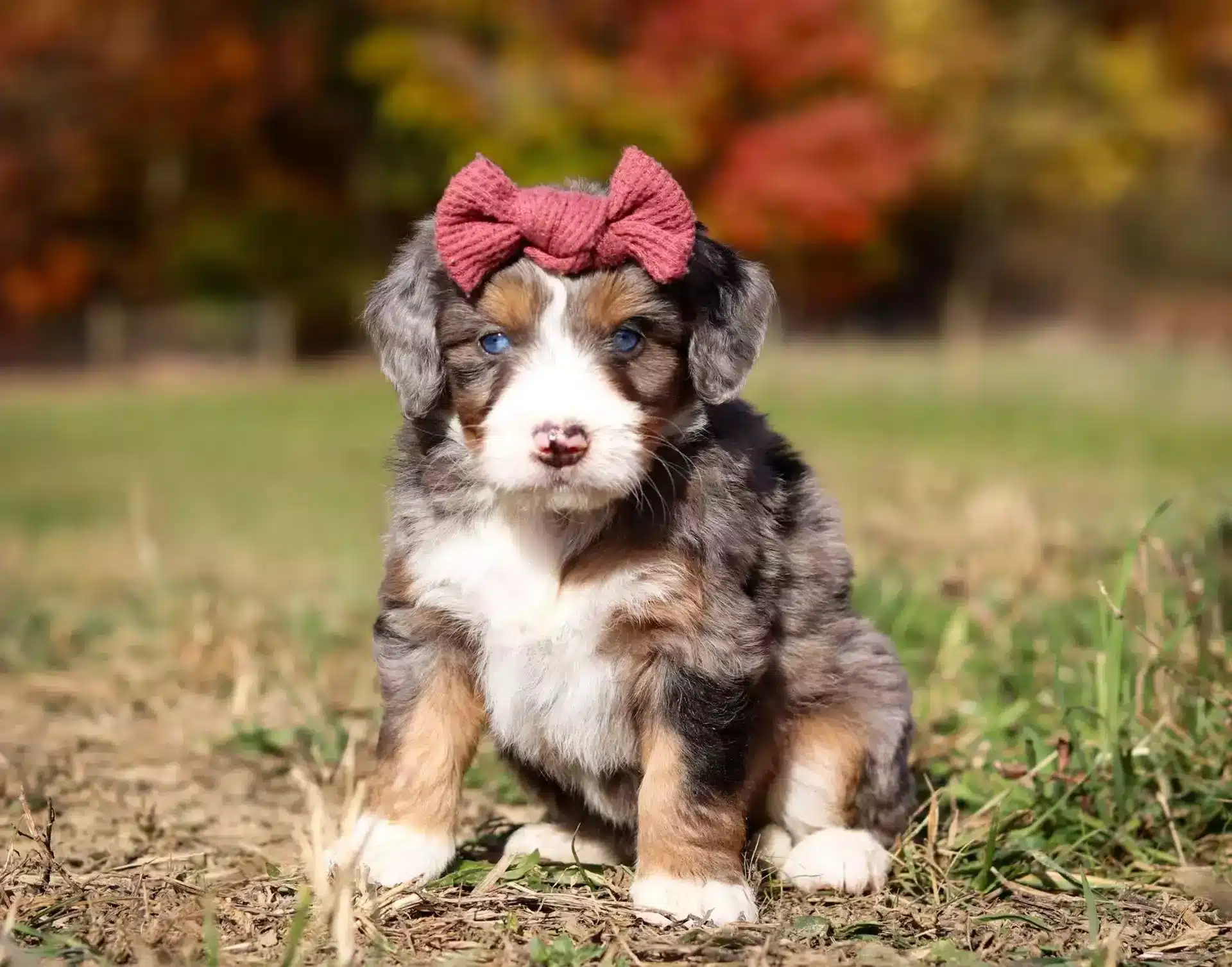 Bernedoodle Sizes and Weights Variations | Complete Guide