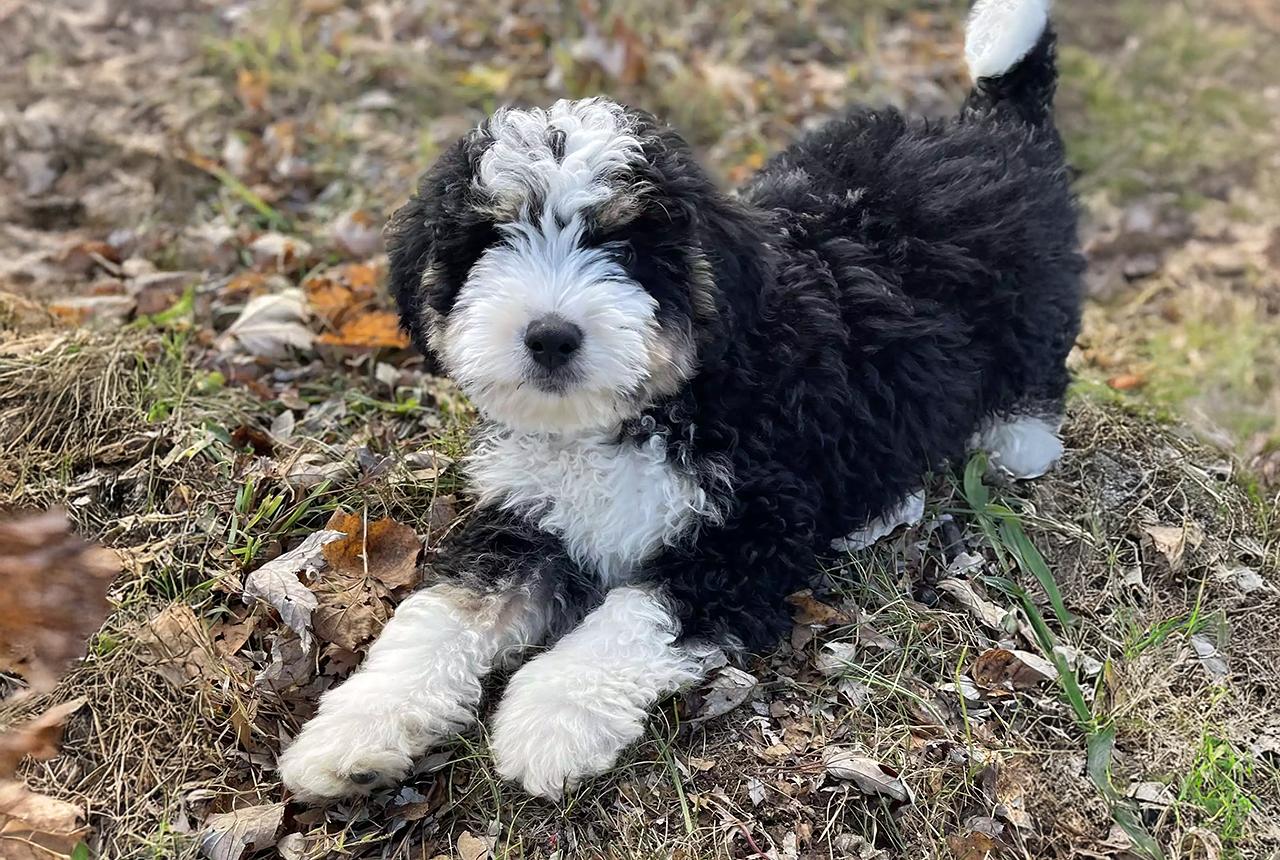 F1B Bernedoodle - Why This Generation Is So Special!