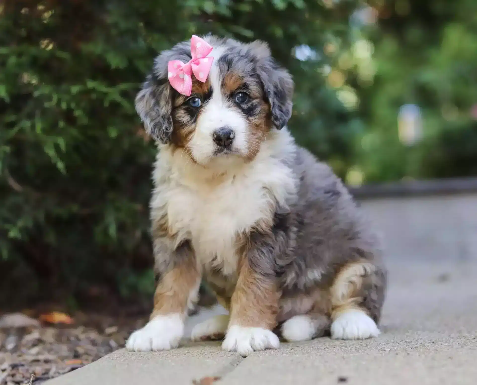 F1B Bernedoodle - Why This Generation Is So Special!