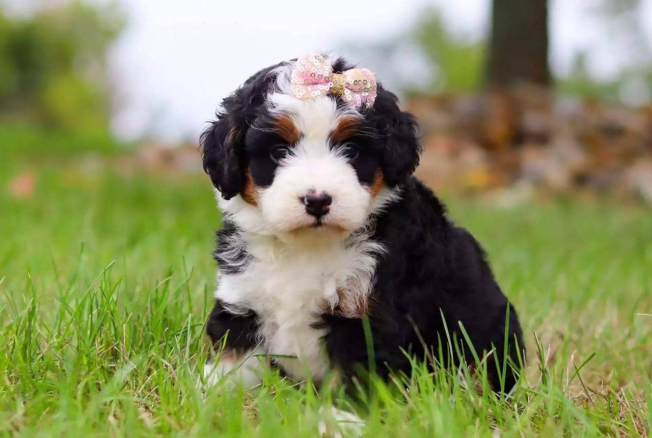 Tri Color Bernedoodle: All You Need to Know Before Getting