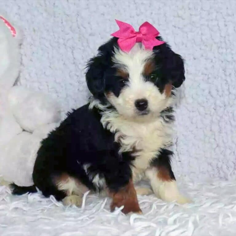 Merle Bernedoodle Guide: Color, Genetic, Size, Health & More